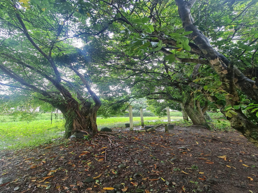 3 Hectare Farm Land for Sale with Fruit bearing trees and Manmade ...