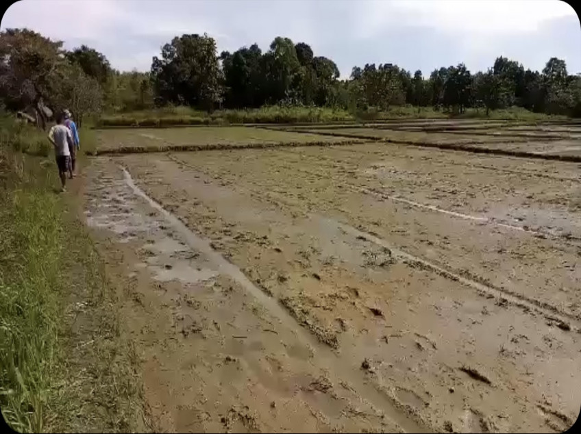 Farm Rice Fields In Aborlan Palawan