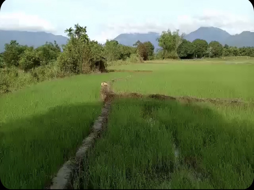 Farm Rice Fields In Aborlan Palawan
