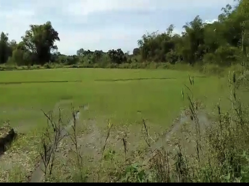 Farm Rice Fields In Aborlan Palawan