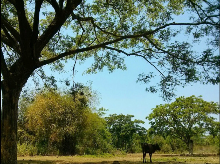 Prime 28.5-Hectare Agricultural Land In Aringay, La Union