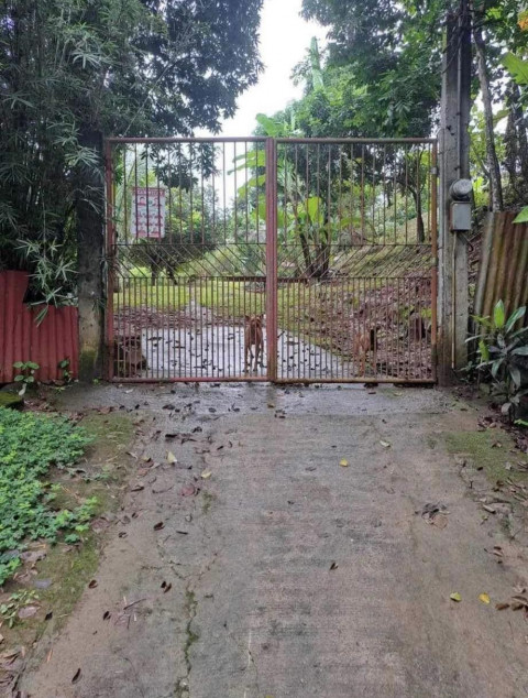 Rush Sale Farm Lot At Sitio Balik Saka, Brgy. Pinugay, Baras Rizal