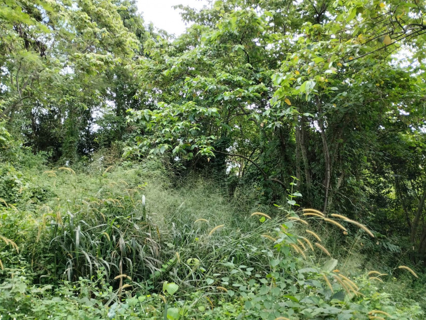 Affordable Lot For Sale Overlooking Golf Course In Sun Valley, Rizal ...