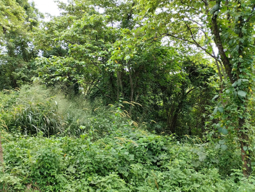 Affordable Lot For Sale Overlooking Golf Course In Sun Valley, Rizal ...