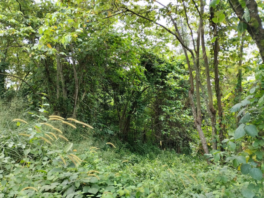 Affordable Lot For Sale Overlooking Golf Course In Sun Valley, Rizal ...